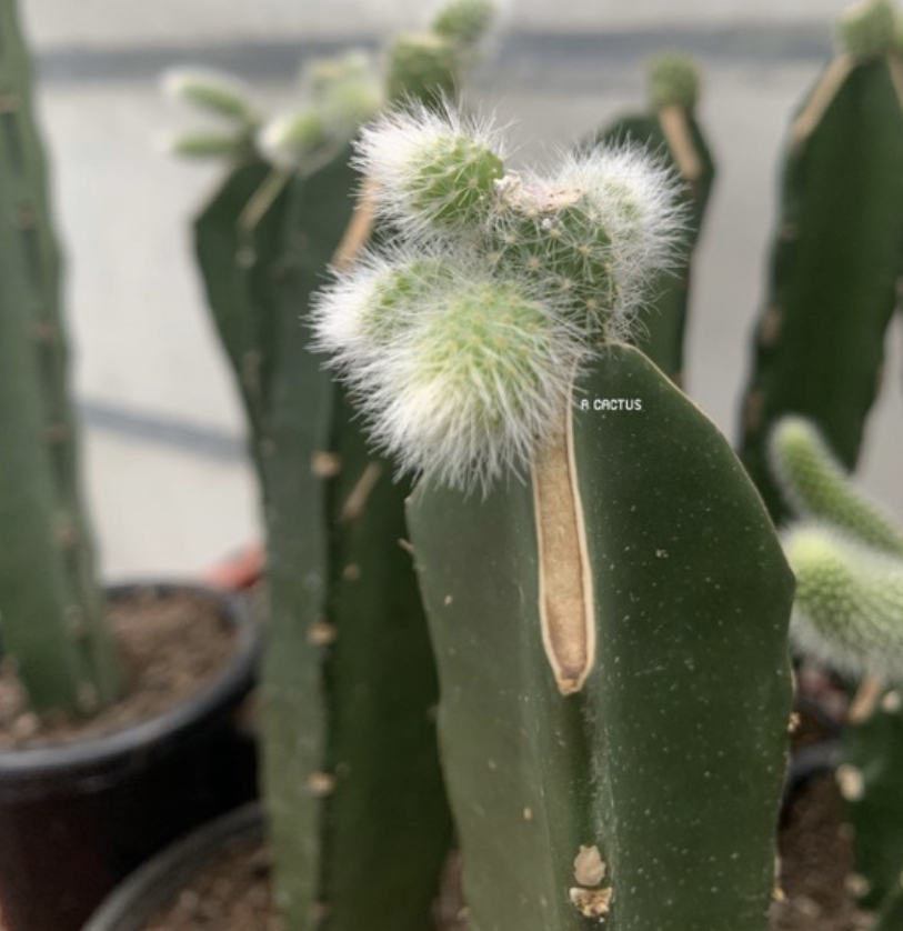 หางลิง กระบองเพชร หางลิงกราฟตอสามเหลี่ยม - กระบองเพชรข้างบ้าน - ThaiPick