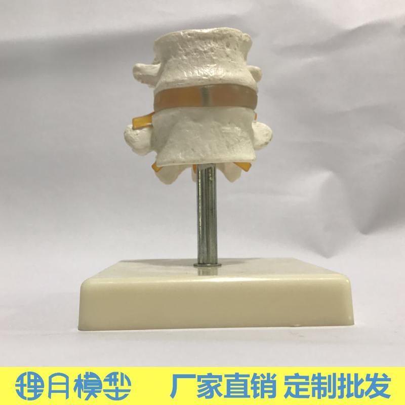 Human Spine Model Skeleton Model Spine Spine Model Medical Nerve Bone ...