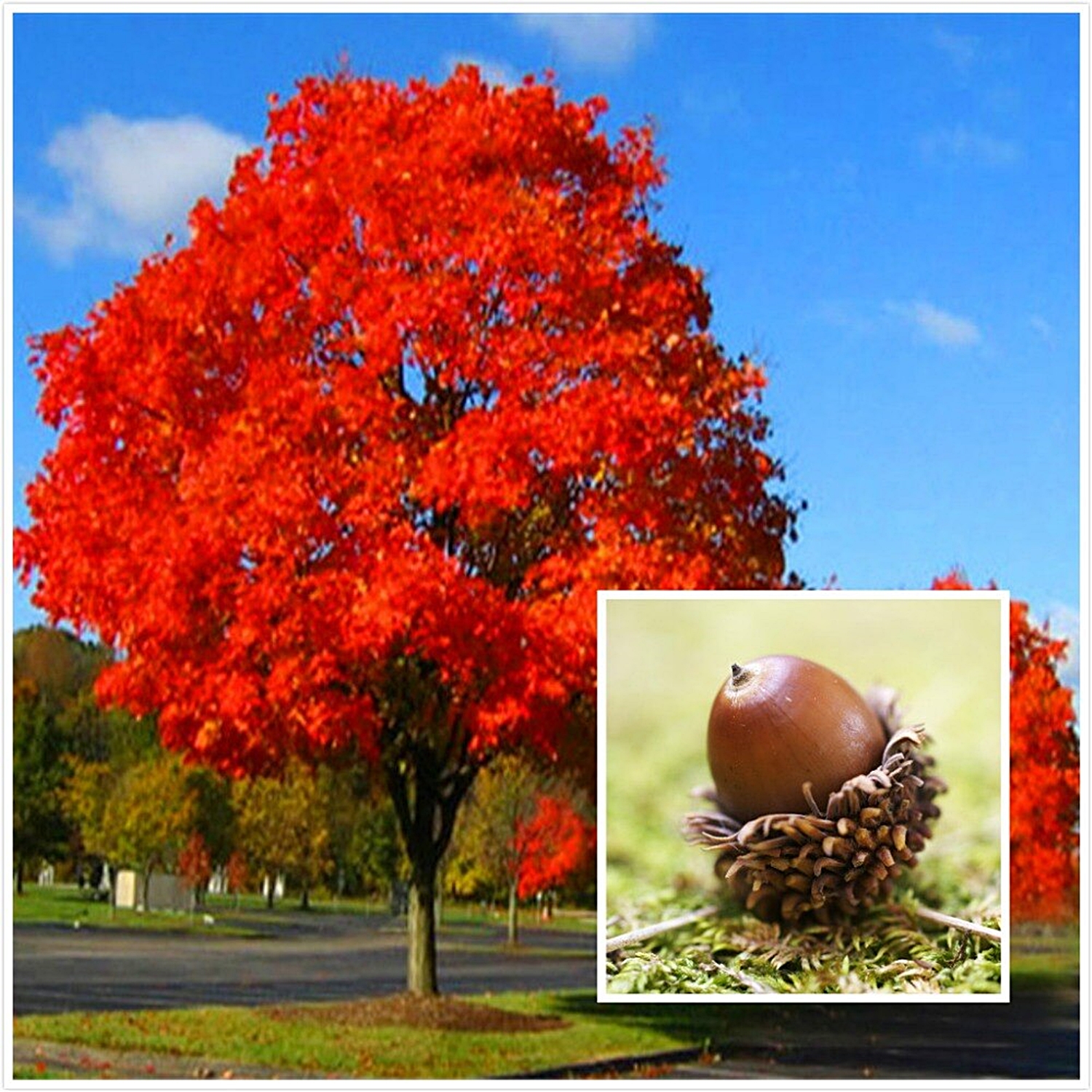 ขายส่ง เมล็ดพันธุ์โอ๊ก oak ก่อ Eiche ไม้ยืนต้น สกุล Quercus oak tree ...