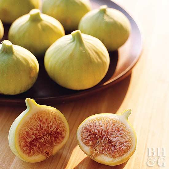 Figs ต้นมะเดื่อฝรั่ง พันธุ์ Longue d' Aout อร่อย หวาน หอมมากๆ ต้น ...
