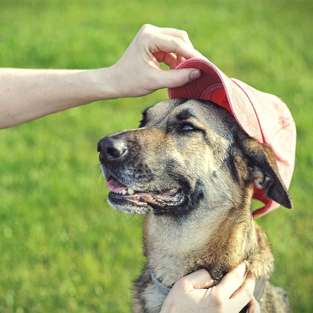 1x Pet Dog Hats Cat Caps, Summer Canvas Visor Hat Outdoor Dog Shade ...