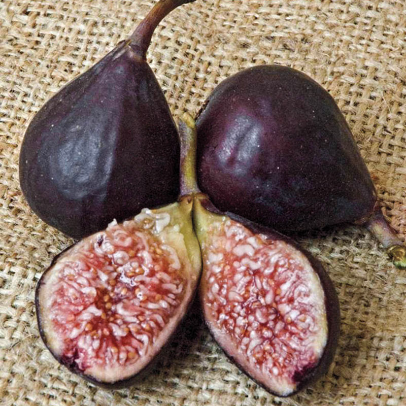10 เมล็ด เมล็ดมะเดื่อฝรั่ง Figs สายพันธุ์ Brown Turkey ของแท้ 100% ...