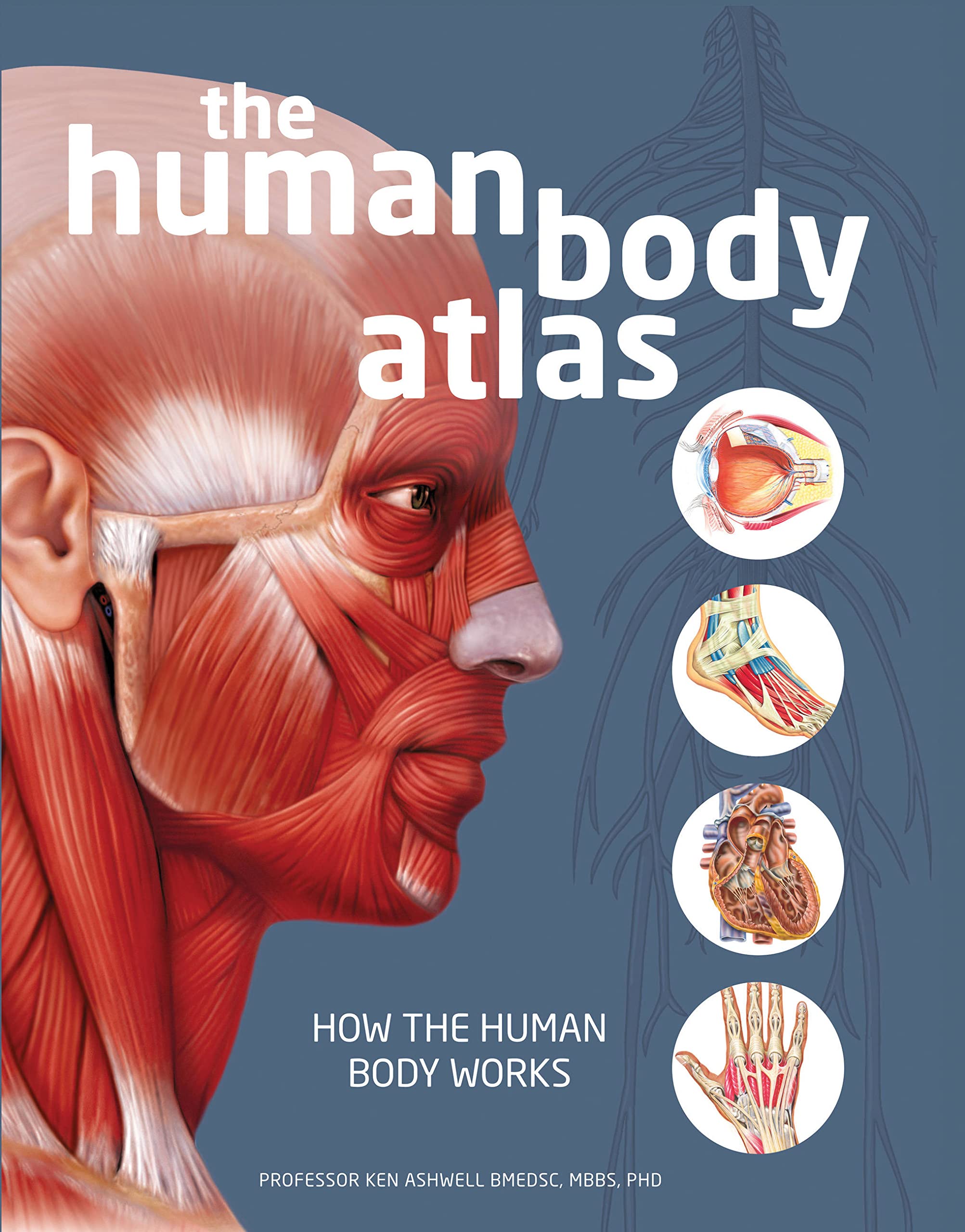 The Human Body Atlas How The Human Body Works Lazada co th