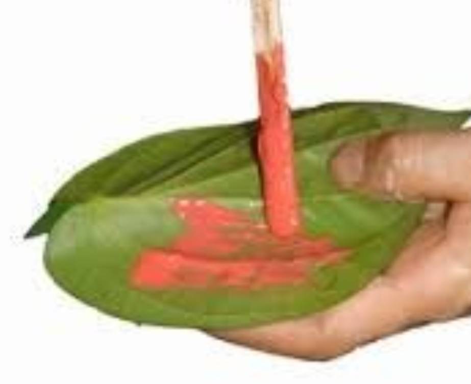 Red lime chewing betel nuts used to water vegetables to prevent aphids ...