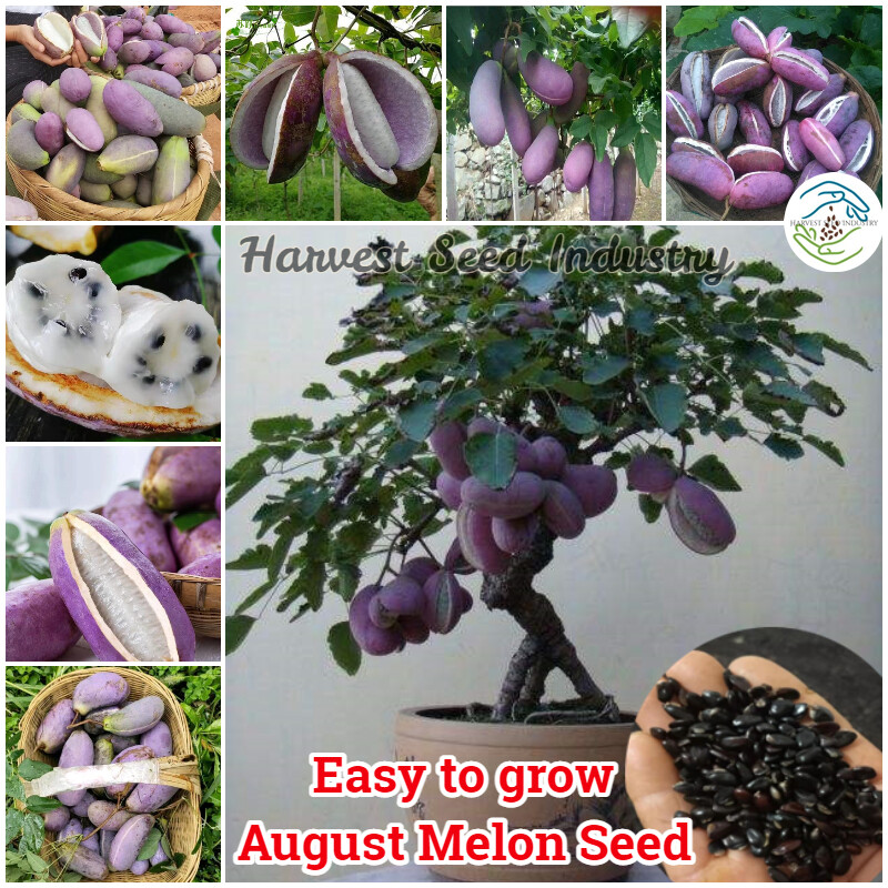 Easy to grow丨50 Seeds/pack Good Quality August Melon Seeds Bonsai Fruit Tree Seeds Home Garden ...