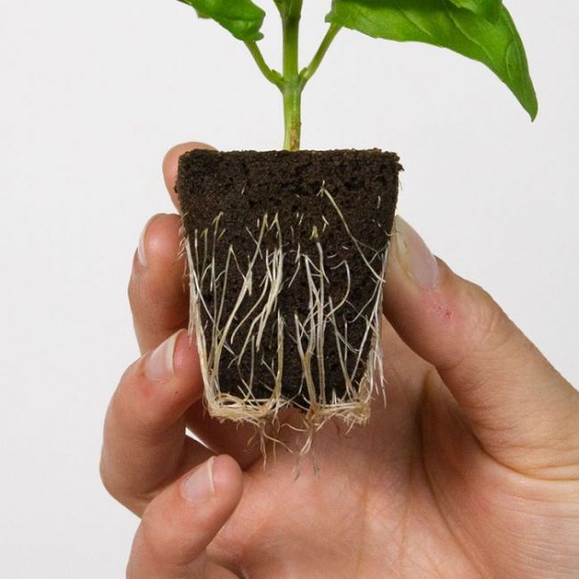 Root Riot แบบ ถุง original package ขนาด 100 ชิ้น (100 cubes) ปักชำ เพาะ ...