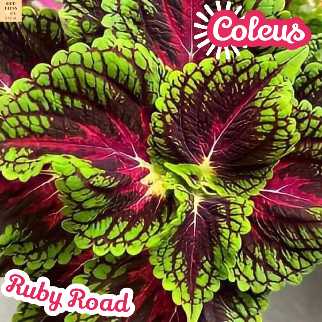 [ฤๅษีผสม รูบี้โร้ด] Coleus Ruby Road ส่งพร้อมกระถาง ไม้ใบ ไม้ดอก ไม้ประดับ ไม้ด่าง ไม้สวยๆ ใบ ...