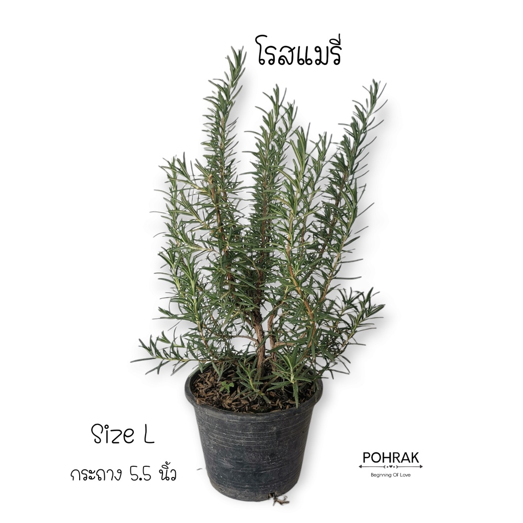 ( Wowowow+++) ต้นโรสแมรี่ Rosemary ราคาคุ้มค่า พรรณ ไม้ น้ำ พรรณ ไม้ ...