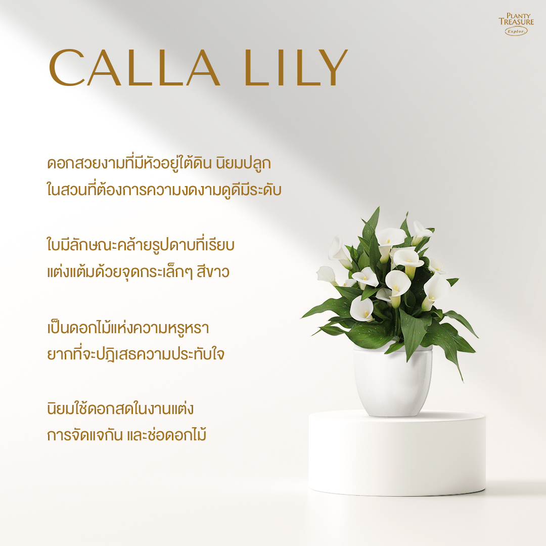 Planty Treasure หัวต้นคาลล่าลิลลี่ Sun ClubⓇ Calla lily Bulbs - Planty ...