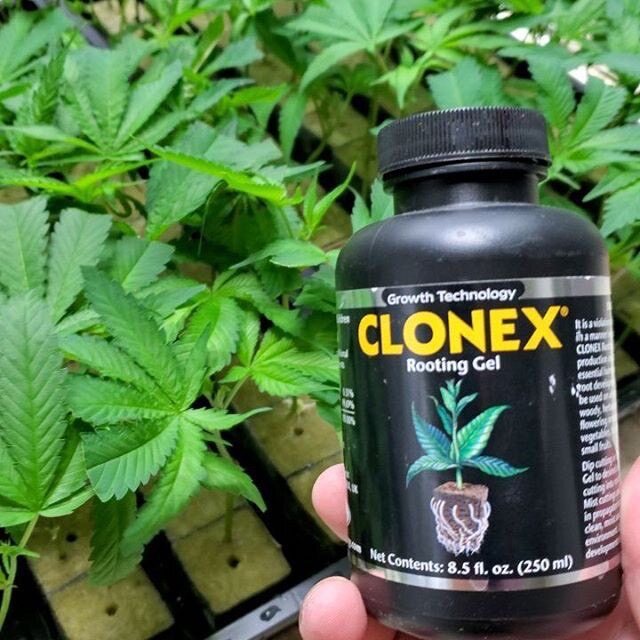 ready stockพร้อมส่งขนาดแบ่งขายClonex Rooting Gel เจลเร่งราก USA 100มีบริการเก็บเงินปลายทาง ...