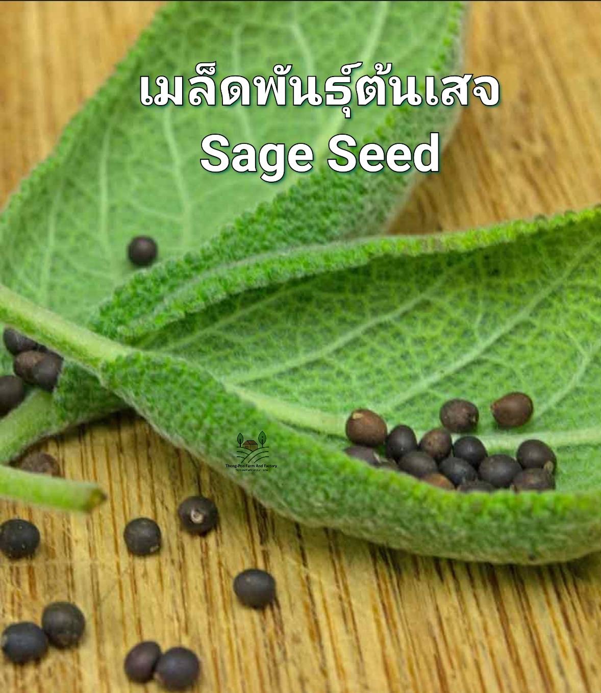 ต้นเสจ Sage Seeds เมล็ดพันธุ์ต้นเสจ บรรจุ 5 เมล็ด 10 บาท | Lazada.co.th