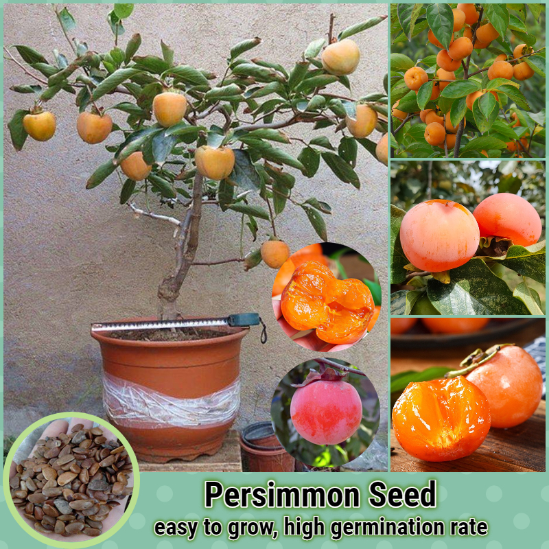 [Malaysia Ready Stock] Mixed Variety Persimmon Tree Seed Fresh Fruit ...