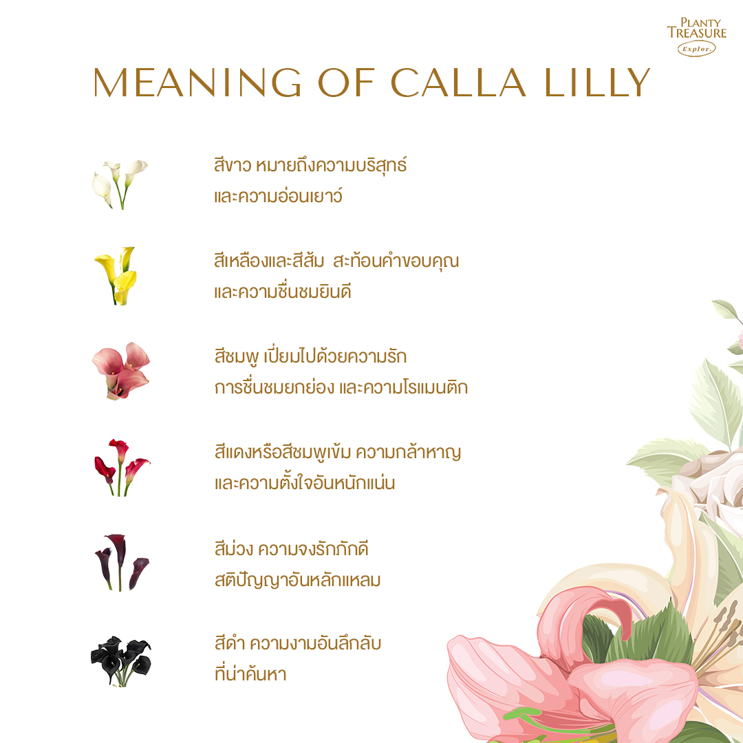 Planty Treasure หัวต้นคาลล่าลิลลี่ Sun ClubⓇ Calla lily Bulbs - Planty ...