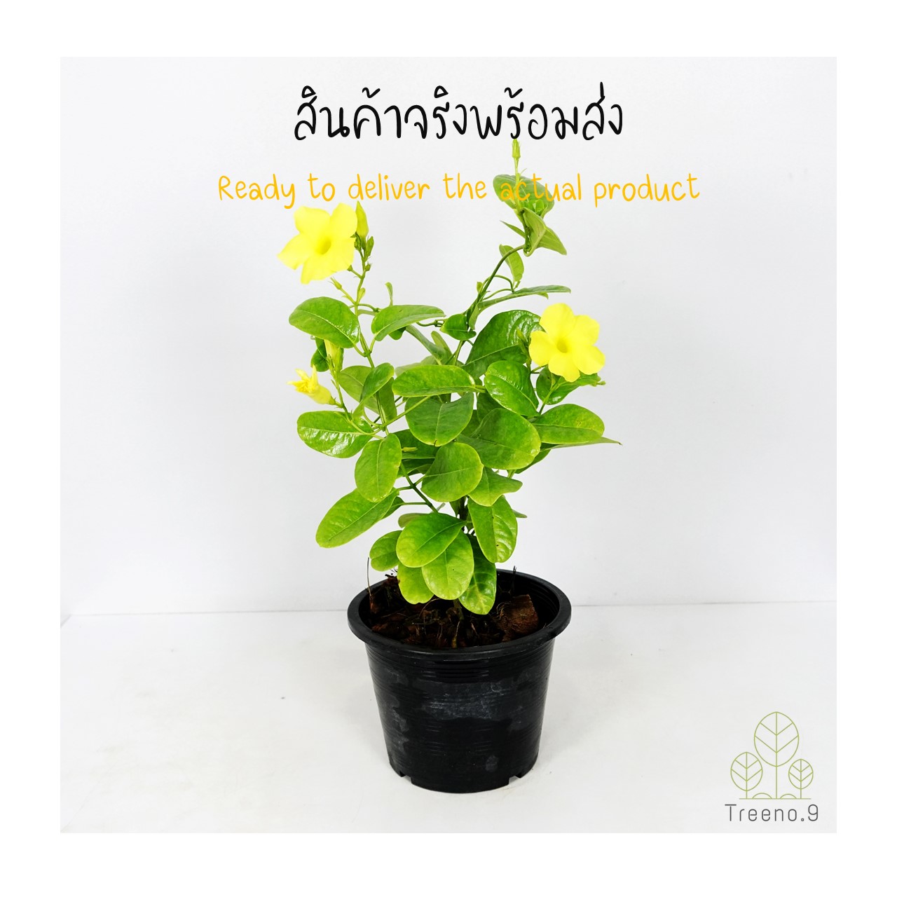 N244 จันทร์กระจ่างฟ้า กระถางแขวน8นิ้ว (Gypsy Moon) ปลูกง่ายเลี้ยงง่าย ...