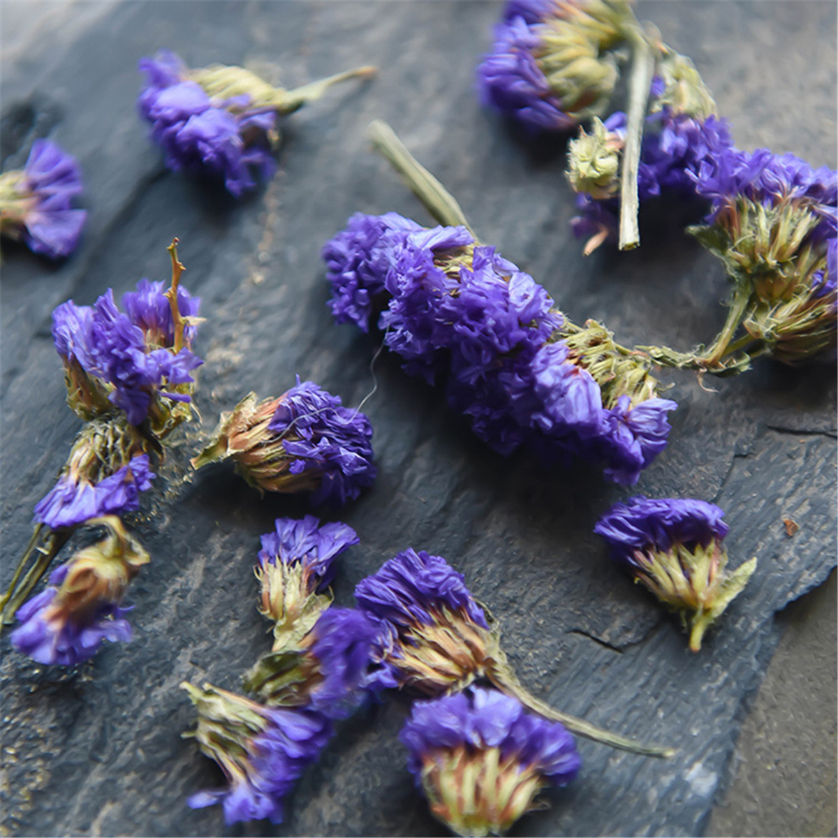 Forget-me-not Flowers Pure Nature Forget-me-not Dry Flowers, Camellias ...