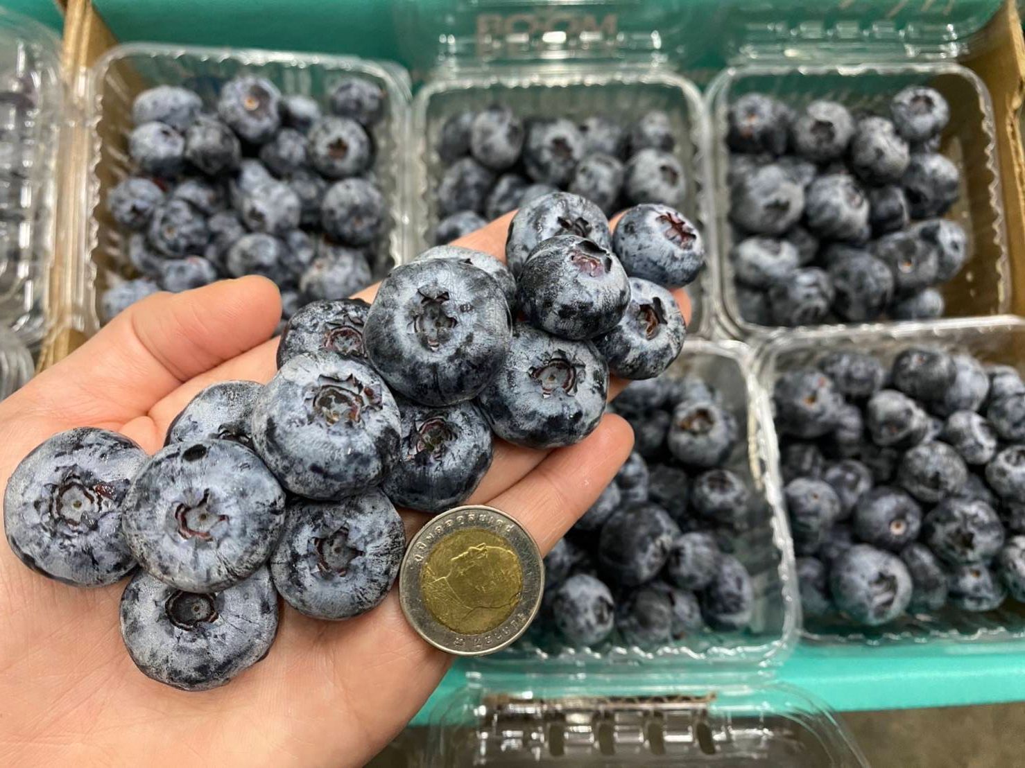 บลูเบอร์รี่ ซุปเปอร์ จัมโบ้ Boom berry มี 6 แพค - Fruit_Villa - ThaiPick