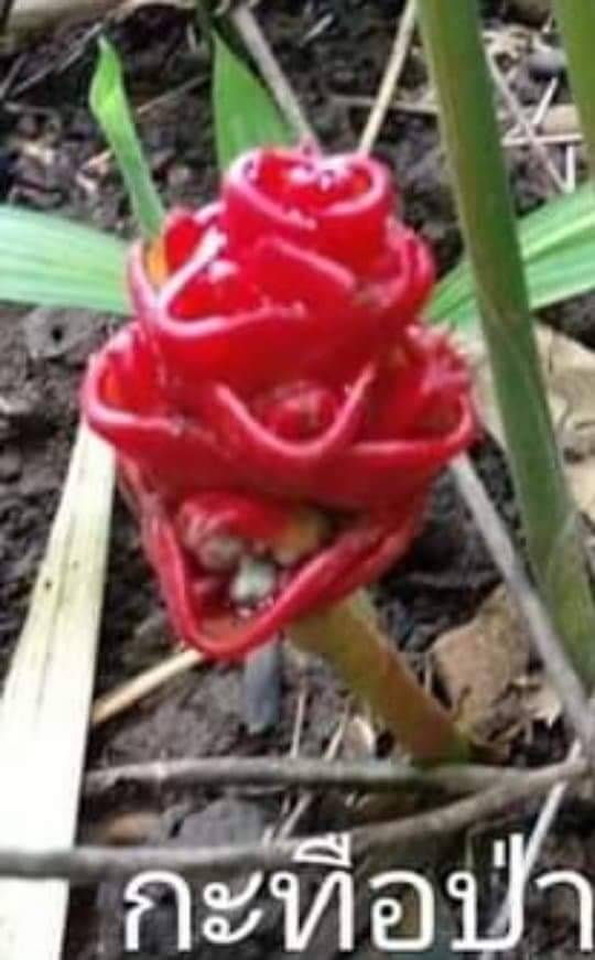 กระทือ 1เหง้า กะทือป่า กะแวน กะแอน เปลพ้อ เฮียวข่า เฮียวแดง แฮวดำ กะทือ ...