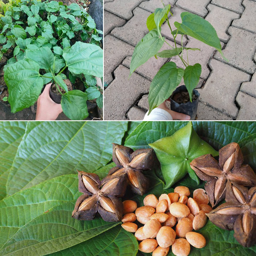 ต้นถั่วดาวอินคา 5แถม1 เมล็ดทานอร่อยแถมมีประโยชน์มาก ถั่วดาวอินคา ต้นดาว ...