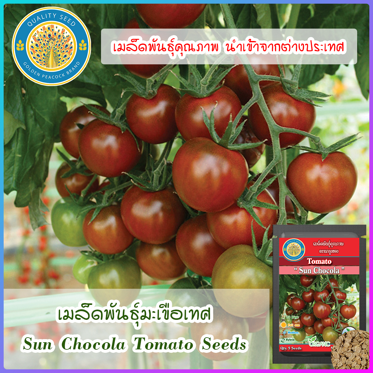 เมล็ดพันธุ์มะเขือเทศ (Sun Chocola Tomato Seeds) | Lazada.co.th