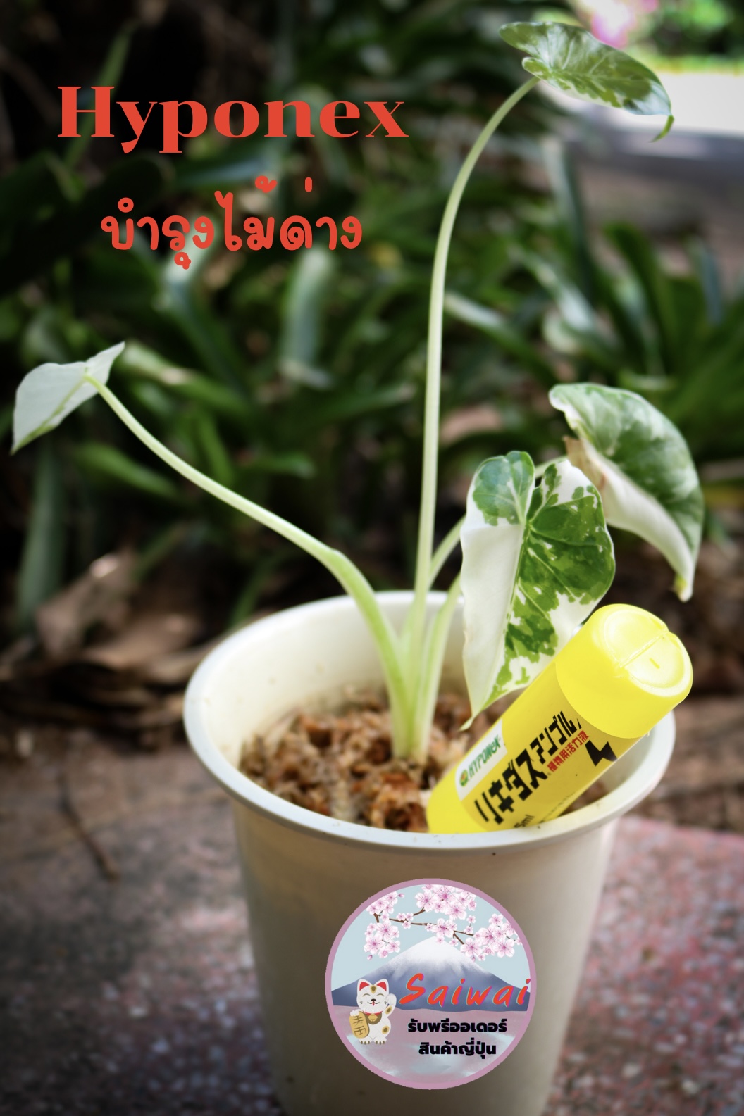 พร้อมส่ง☆Hyponex Ampoule ไฮโปเน็กซ์ แอมเพิล เอชบี HB-101 (แบ่งขาย 1)หลอด ปุ๋ยน้ำ ปุ๋ยปักญี่ปุ่น ...