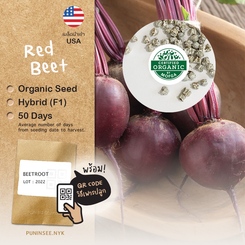 เมล็ดผักนำเข้า บีทรูท Beetroot (Organic Seed) บีตรูต เนื้อสีแดงม่วง ...