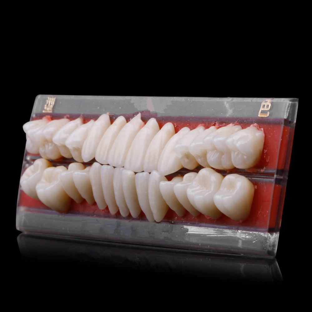 Resin teeth 24pcs Denture Dental Material Teeth Model - Zhli Shop ...