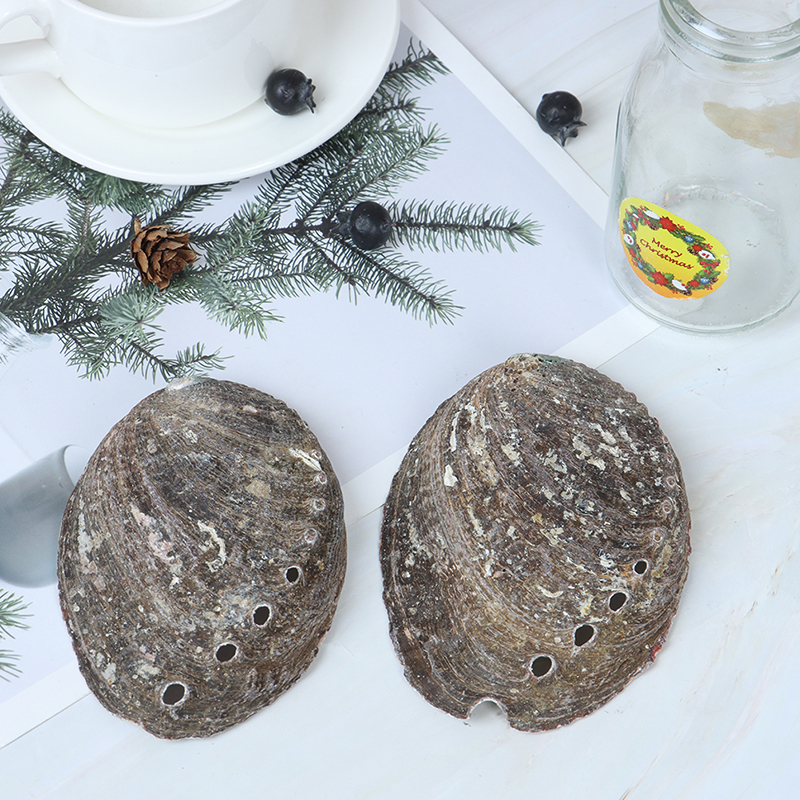 Natural Abalone Shells Seashells Home Aquarium Landscape DIY Nautical ...