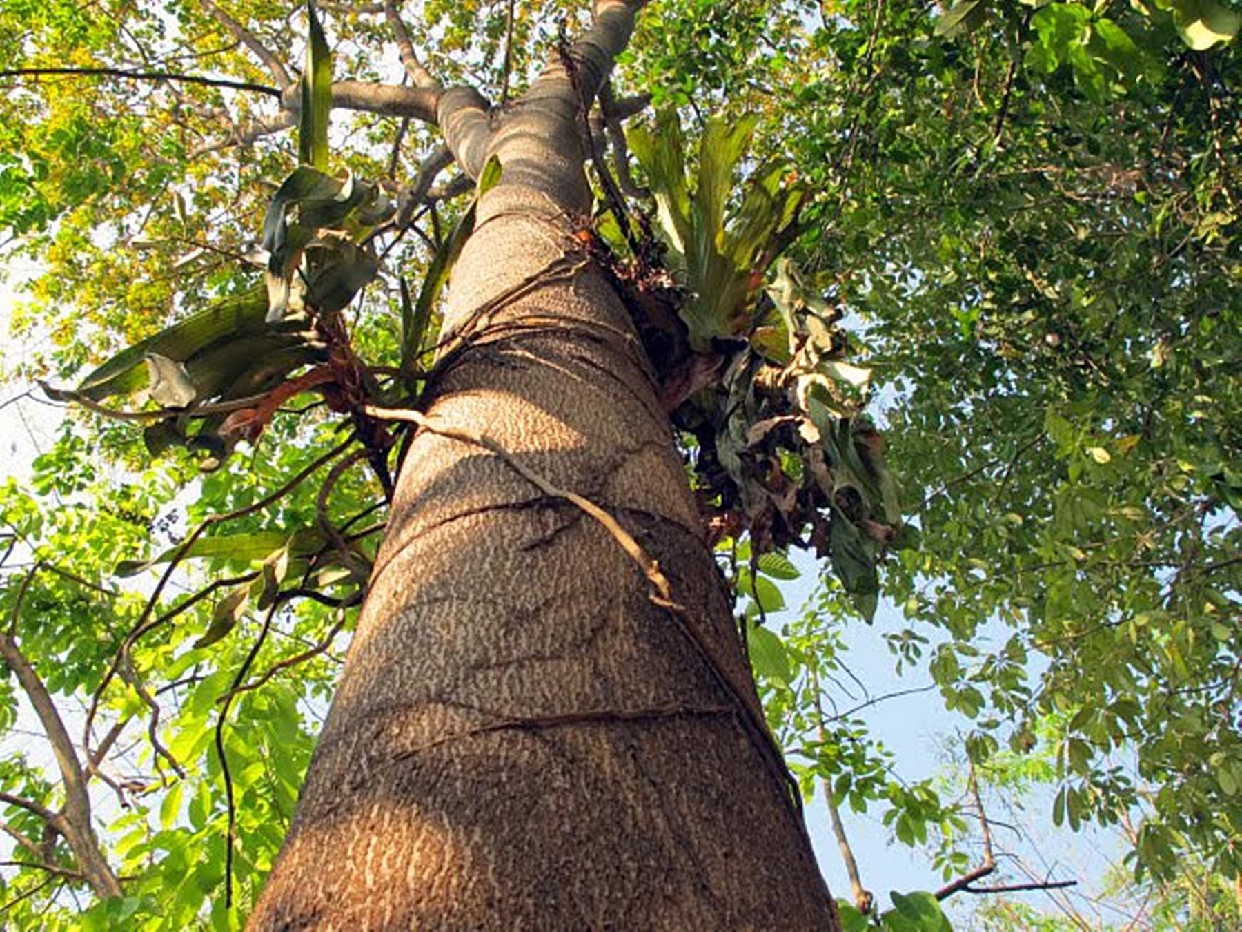 ขายส่ง 100 เมล็ด เมล็ดมะค่าโมง Makha Tree Ironwood tree Black rosewood ...