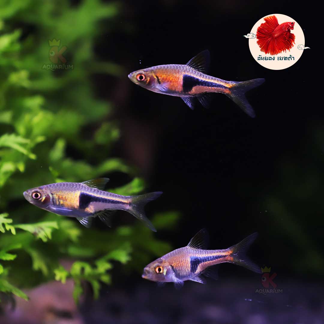 เมดากะ ปลาซิวข้าวสารญี่ปุ่น (Japanese rice fish) สีทอง ปลาตู้ไม้น้ำ สี ...