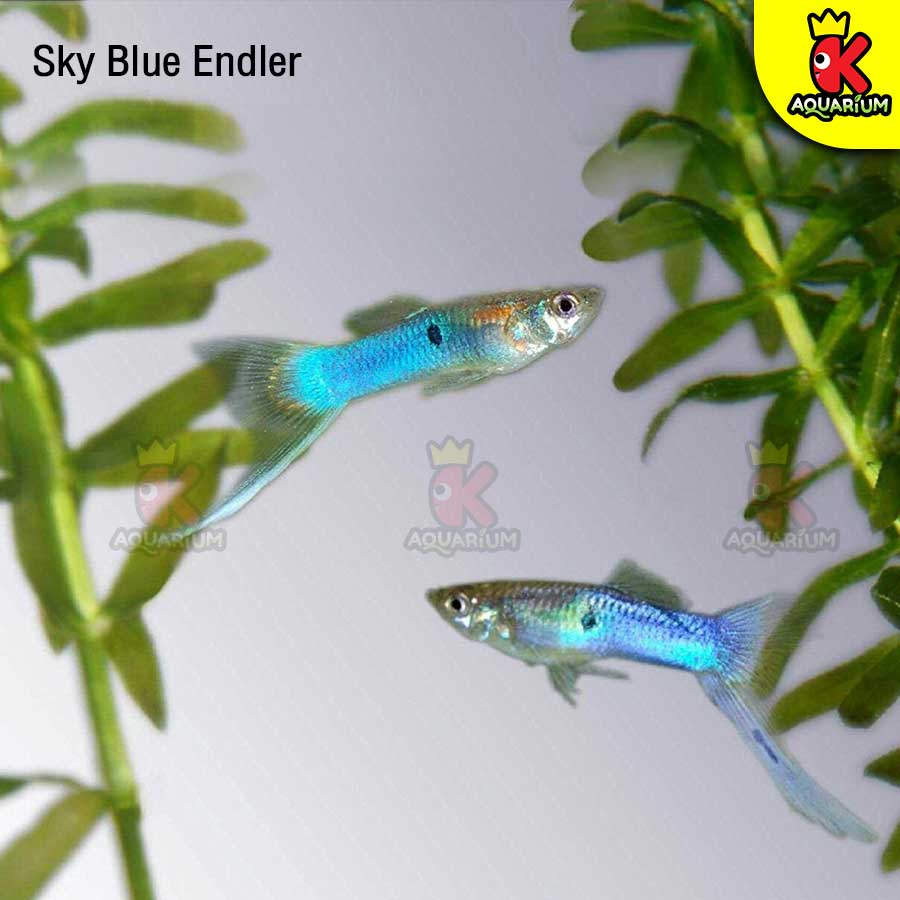 RED ENDLER SKY BLUE ENDLER EL TIGRE ENDLERGOLDEN ENLER ไซส์1.5cm (6ตัว ...