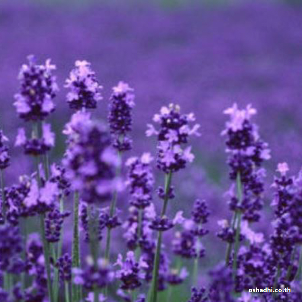 Oshadhi Lavender Kashmir essential oil 10 ml - Oshadhi - ThaiPick