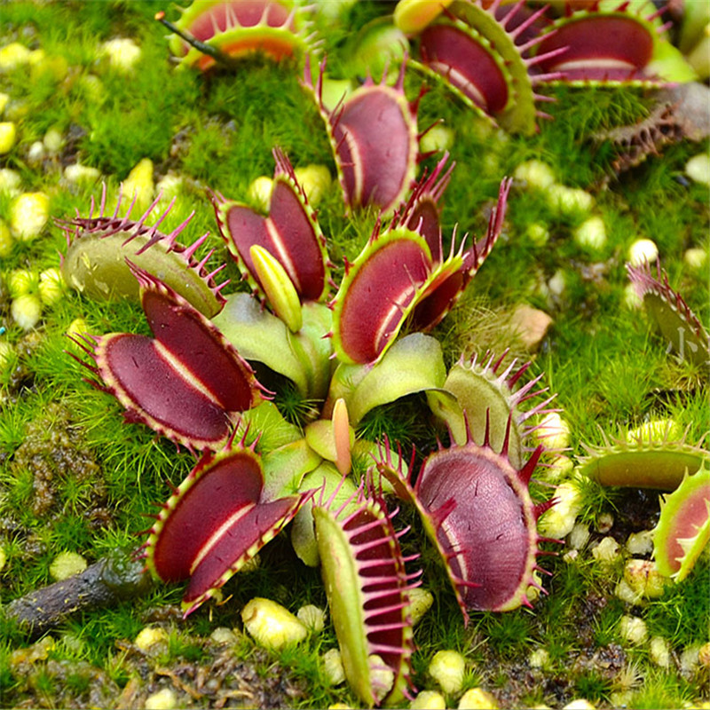 ไม้กินแมลงปากแดง (กาบหอยแครงปากแดง) 50 seedsฟรีชุดเพาะ ไม้กินแมลง กาบ ...