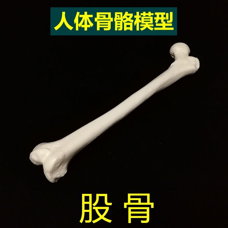 Big promotion human body skeleton model scattered bones of the hip ...