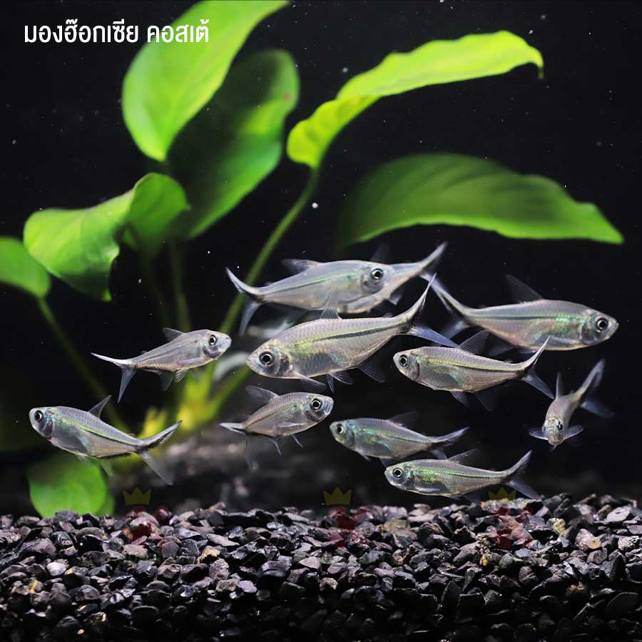 มองฮ๊อกเซีย คอสเต้ (Moenkhausia Costae) ปลาสวยงาม ปลาไม้น้ำ สีสวยมาก ...