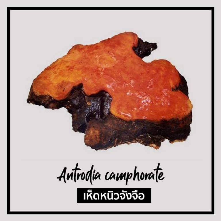 Deroxi Mute เครื่องดื่มสมุนไพรหล่อฮั่งก๊วย ผสมเห็ดหนิวจังจือ 450ml ...