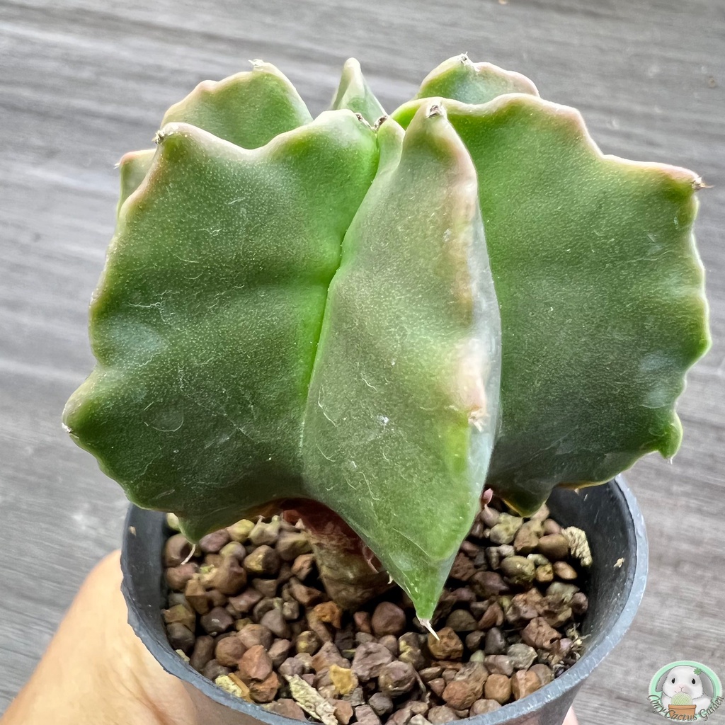 (B52) ต้น มายริโอ KIKO ไม้เมล็ด - (Astrophtum myriostigma) - ????แคคตัส ...