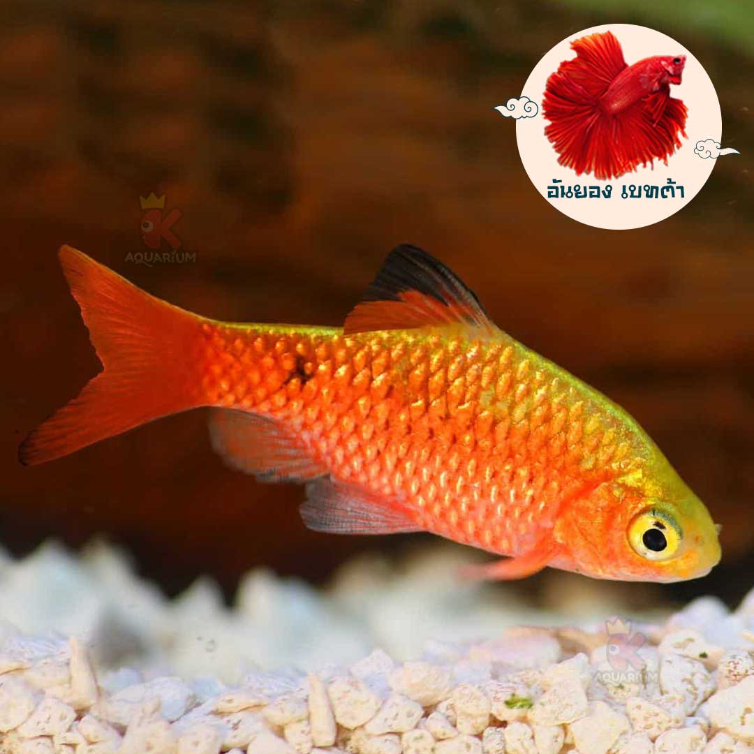 ปลาโรซี่บาร์บ ไซส์ขุน 2cm. (5ตัว) ปลาสวยงาม สีสวย เลี้ยงง่าย คัดเกรดA ...