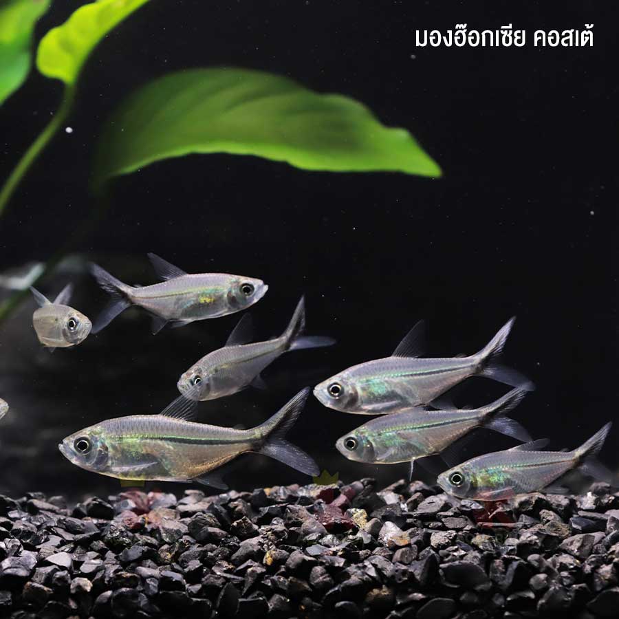 มองฮ๊อกเซีย คอสเต้ (Moenkhausia Costae) ปลาสวยงาม ปลาไม้น้ำ สีสวยมาก ...