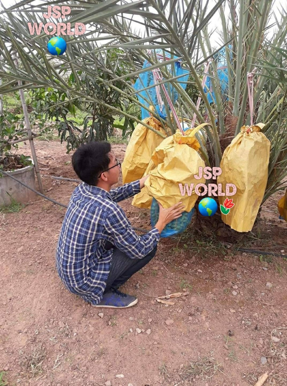 ตัวเมีย ต้นอินทผลัม Nawader (นาวาเดอร์) อินทผลัม เพาะเยื่อ UAE นิยมกิน ...
