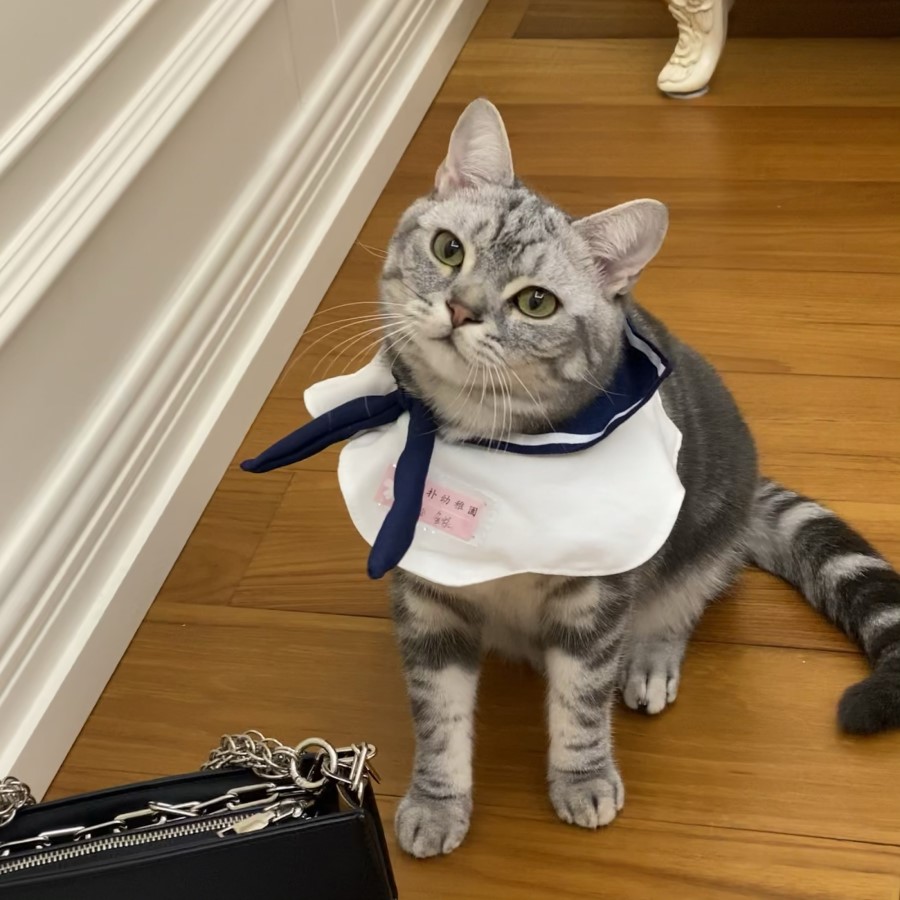 Purlab Student ผ้าคลุมแมว - Leftpert - ThaiPick