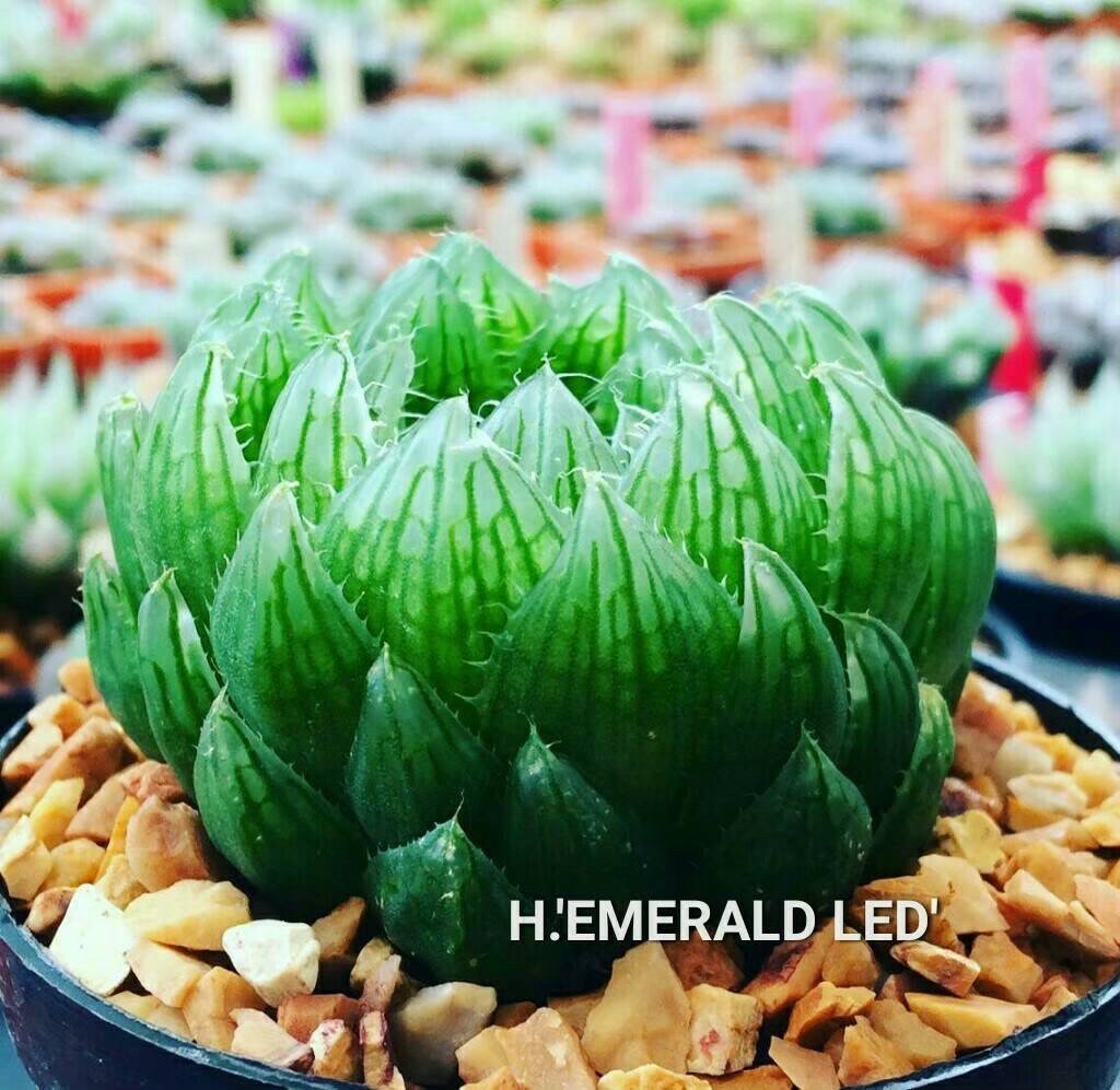Haworthia ‘Emerald LED’ A075 | Lazada.co.th