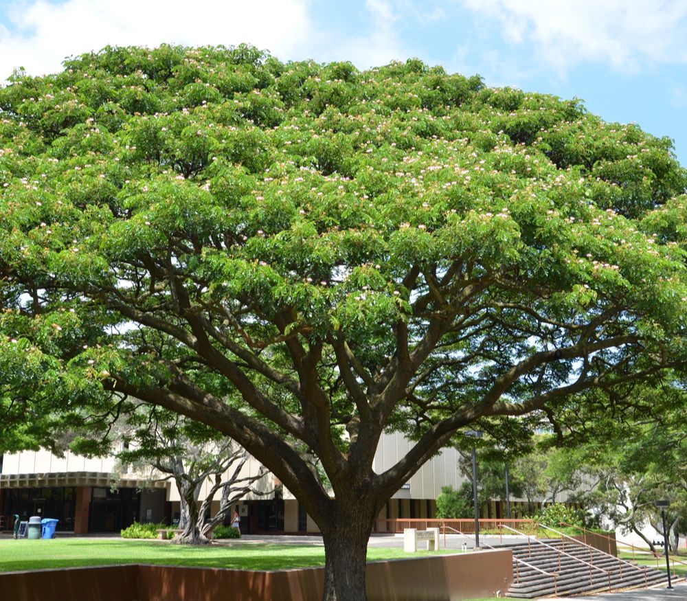 100 เมล็ด เมล็ดพันธุ์ จามจุรี (Rain Tree) ต้นก้ามปู ฉำฉา หรือ ต้นจามจุรี ไม้ใหญ่ โตเร็ว ฝักแก่ ...