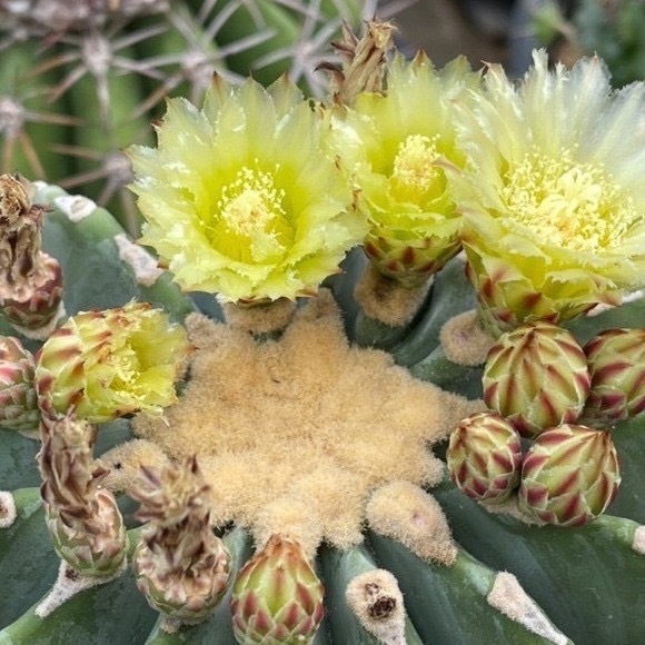 เมล็ดพันธุ์ เฟอโรฟ้า หนามกุด 5-15 เมล็ด กระบองเพชร แคคตัส Cactus ...