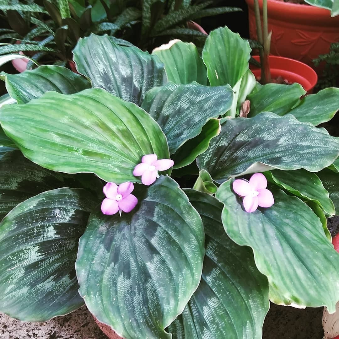 Kaempferia galanga หรือ ต้นเปราะหอมป่า ไม้ที่ขึ้นตามพื้นดินป่า ลักษณะใบ ...