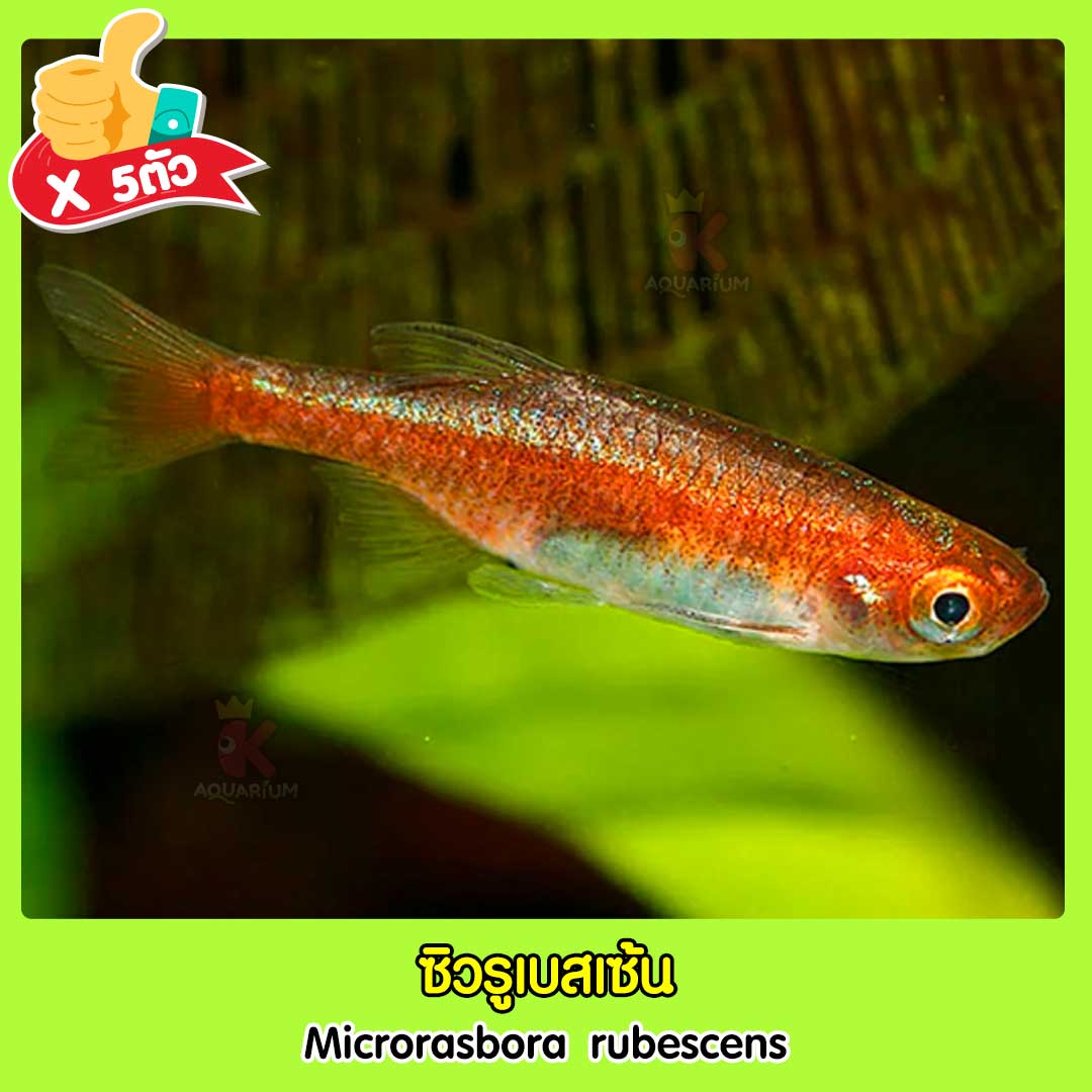 ปลาทองฮอลันดาหัววุ้น Set 5 ตัว หัววุ้นตัวจิ๋ว ตัวเล็กน่ารัก ไซส์ 1.2-1. ...