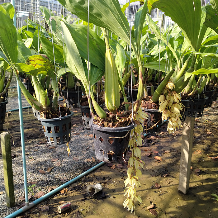 กล้วยไม้ กะเรกะร่อนเผือก กระถางแขวน 4 นิ้ว ไม้กอ มีประมาณ 3-4 ต้น ...