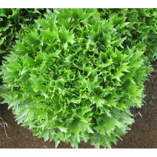 Lettuce Tango Seed / เมล็ดพันธุ์ เลทดัท แทงโก้ - Sky Vertical Garden ...