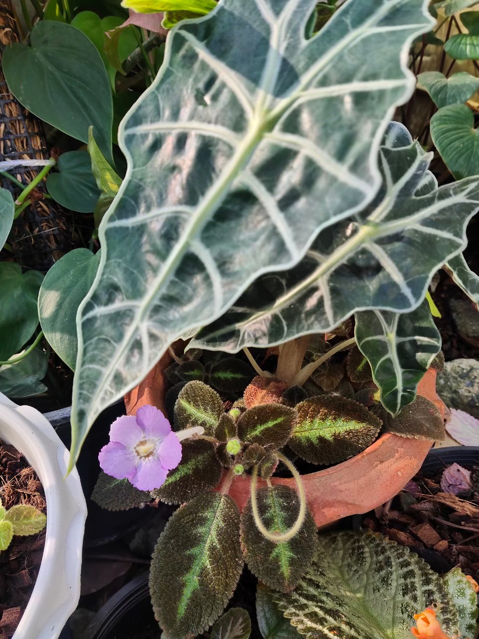 พรมญี่ปุ่น "โทนดอกสีม่วง" (purple flower tone) สีดอกตามหาสวยละมุน แปลก ...