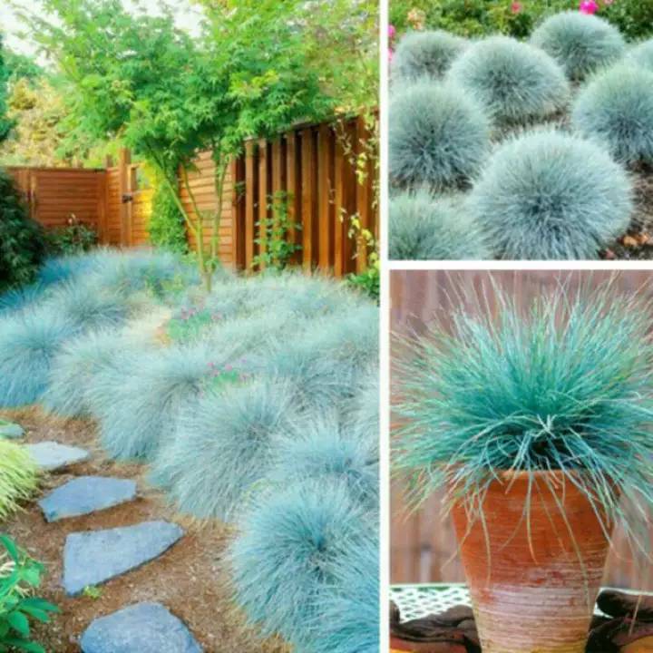 เมล็ดพันธุ์ หญ้าบลูเฟสคิว Festuca glauca blue fescue 50 เมล็ด เมล็ด ...