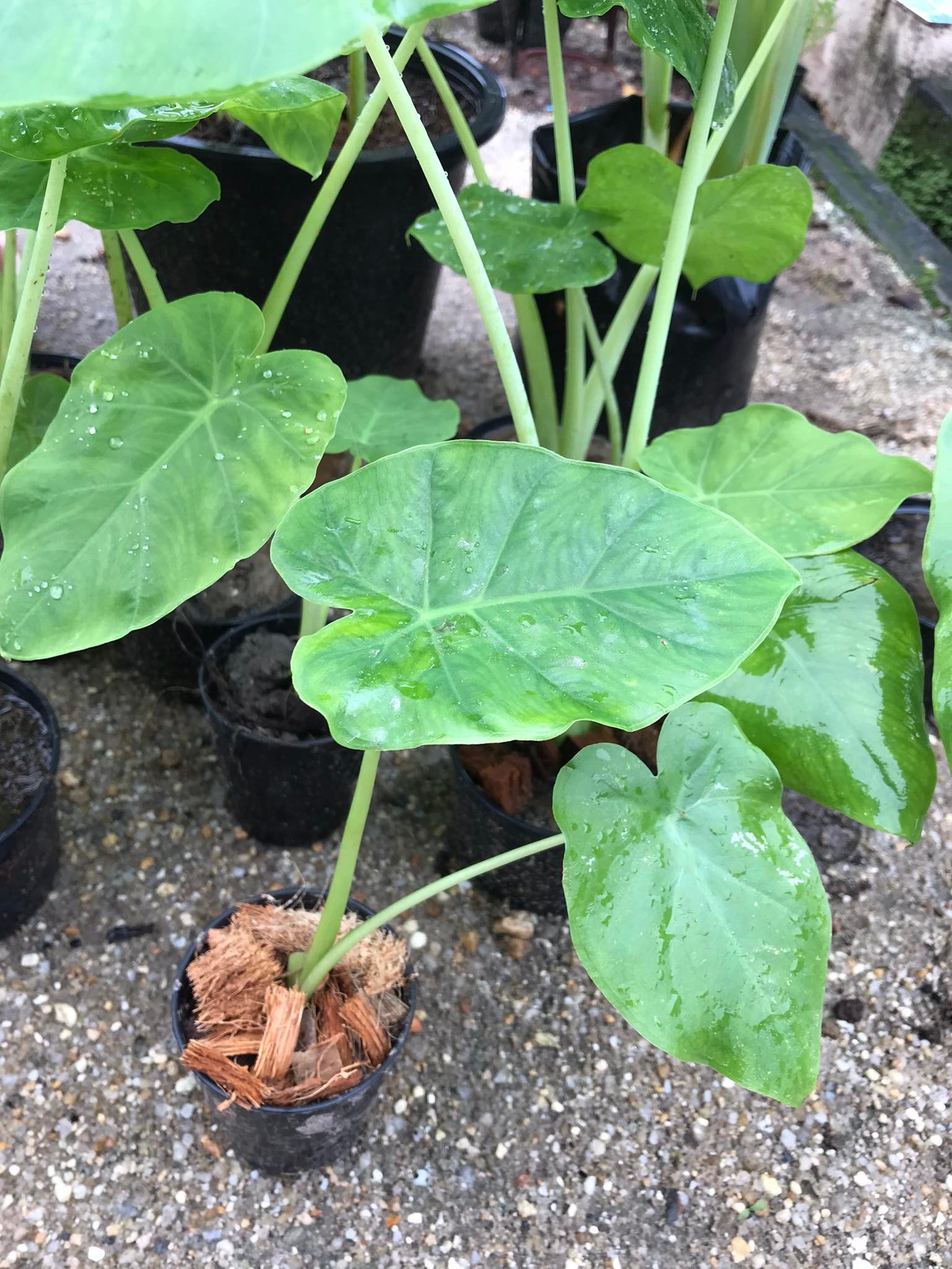 ออดิบ คูน โชน ทูน อ้อดิบ ต้นพันธุ์ ออดิบสวยงาม บอนออดิบเพิ่มความเขียว ...